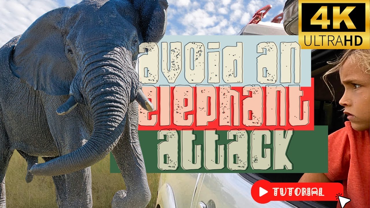 PREVENTING AN ELEPHANT ATTACK WHILE DRIVING | BUSH TUTORIAL | 4K - YouTube