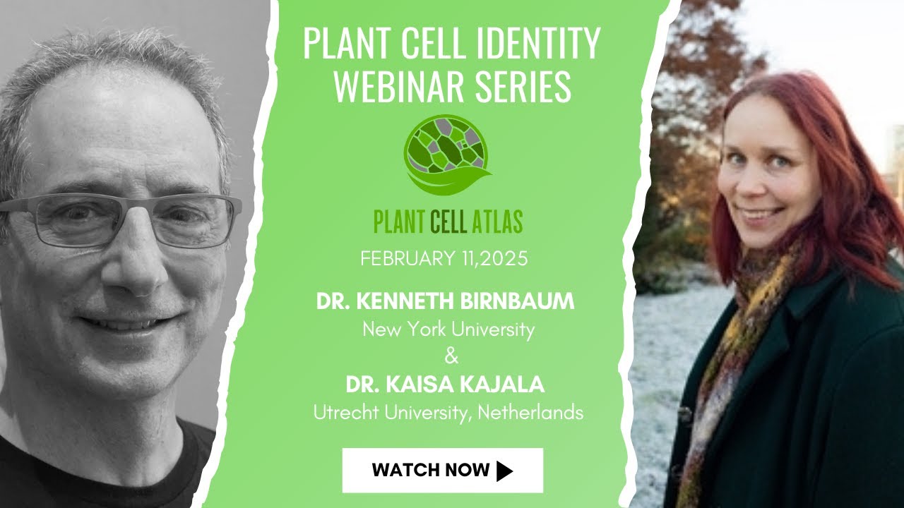 Plant Cell Identity Webinar Series - Dr. Kenneth Birnbaum and Dr. Kaisa ...