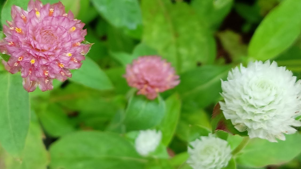 Growing Gomphrena from seed | How to Keep Gomphrena Blooming All Summer ...