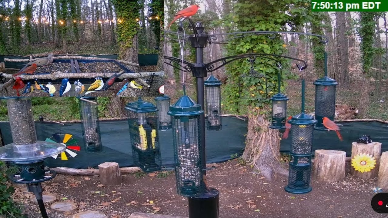 LIVE - Friday Night Relaxing Evenings in the Back Yard - YouTube