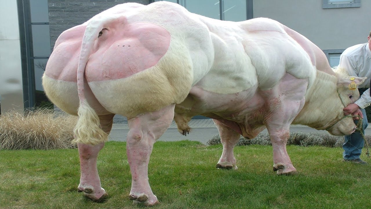 How Farmers Raise And Transport Millions Of Giant Cows - Farming Giant ...