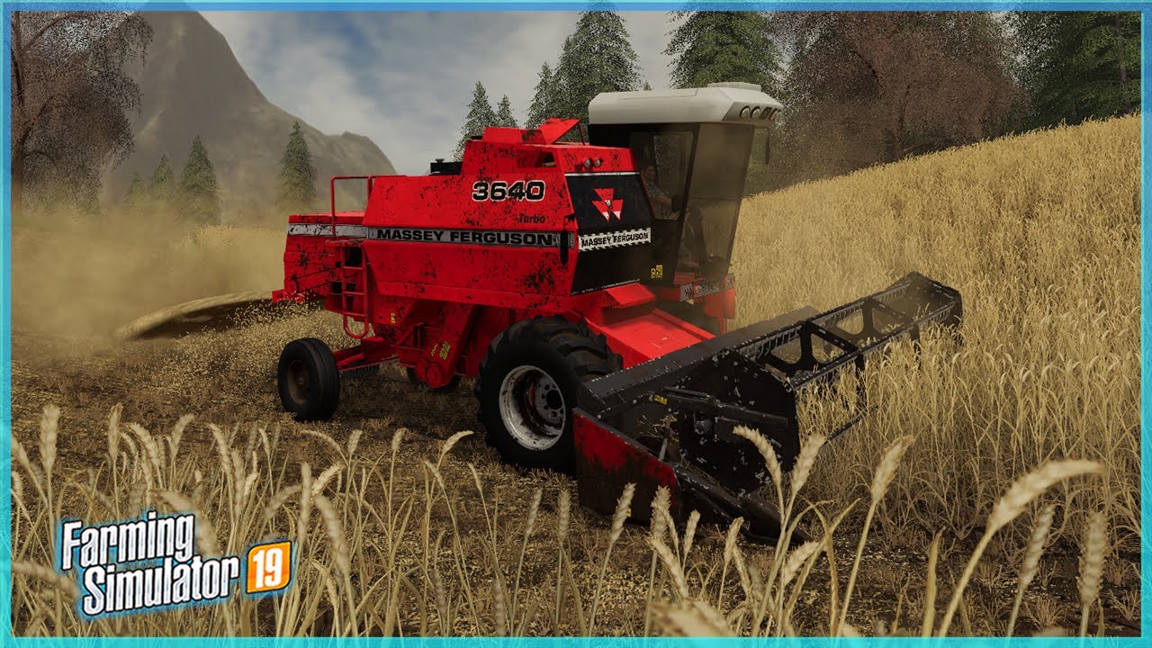 Primeira Colheita de Trigo com a MF 3640 e esta RENDENDO MUITO ...