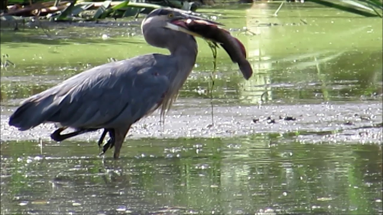 Great Blue Heron Eats Huge Fish - YouTube