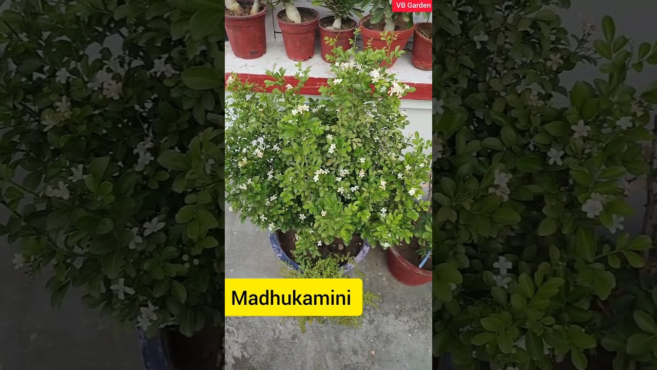 Madhukamini | Scented flower plant - YouTube