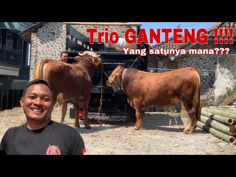 Sapi Simental Dan Limousin Peliharaan ZAFRAN SAPI - YouTube