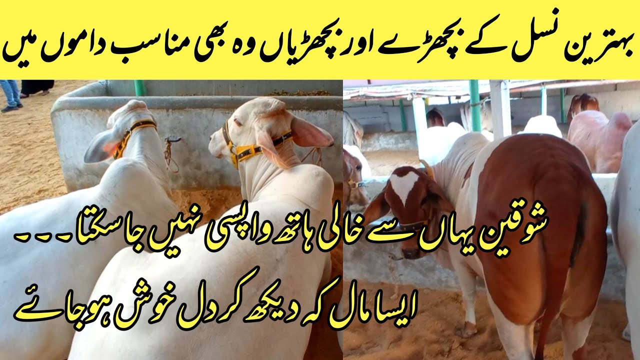 Heavy Bulls And Cows For Bakra Eid 2023 | Cow Mandi 2023 - YouTube