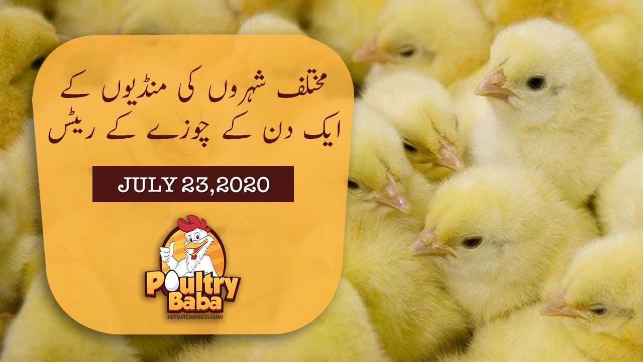 chicks rate- poultry rates - day old chick rates-chick prices - YouTube