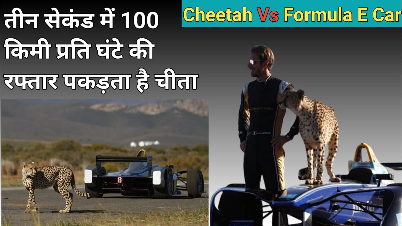 Cheetah Running Full Speed । Cheetah Drag Race । Cheetah Speed - YouTube