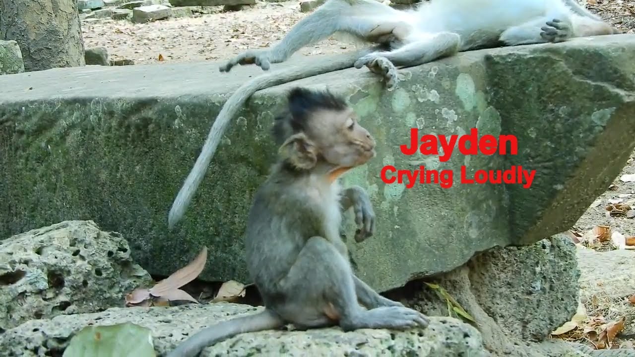 OMG!! Baby Monkey Jayden Crying Loudly Looking For His Mother Jade ...