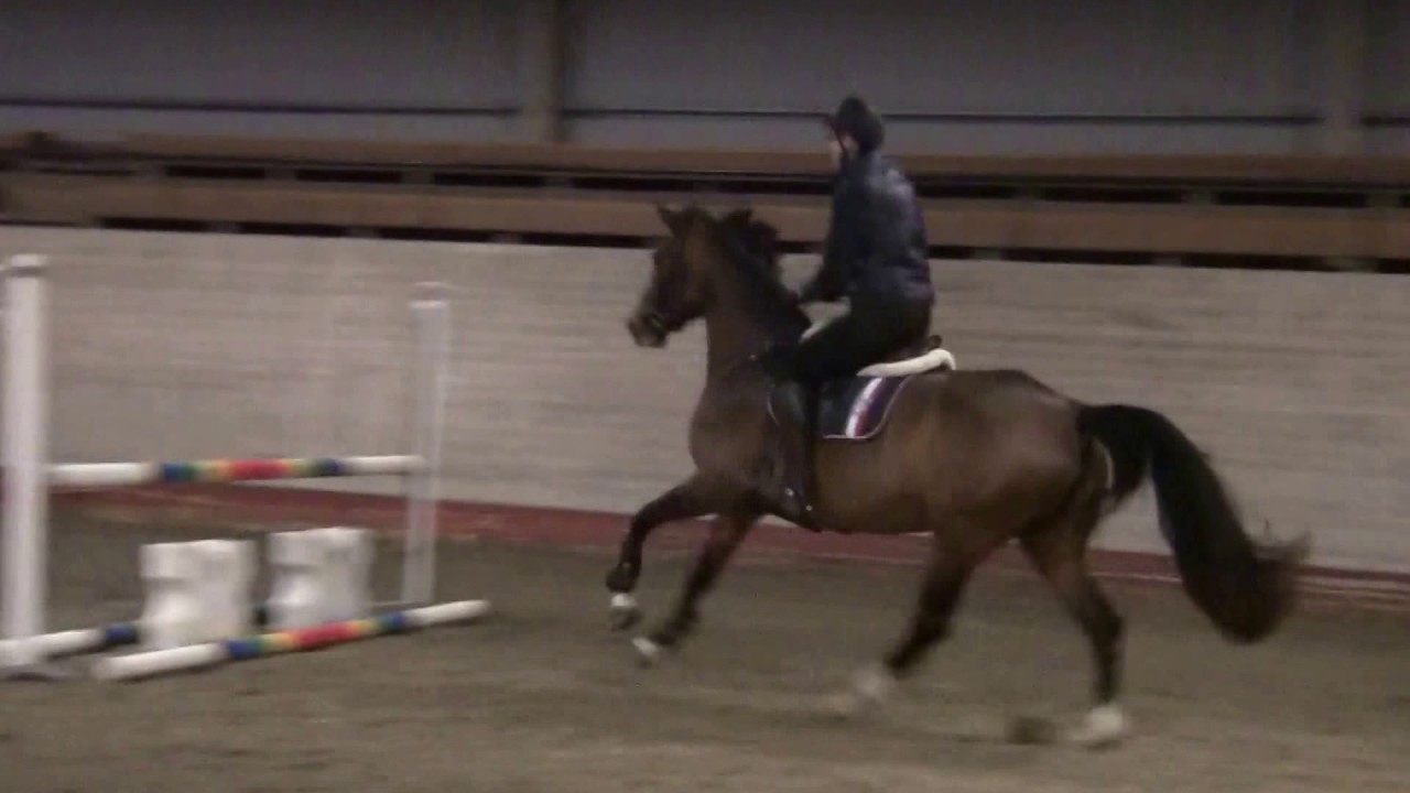 SG Caba Candy sto född 2012 e. Cabachon-Animo - YouTube