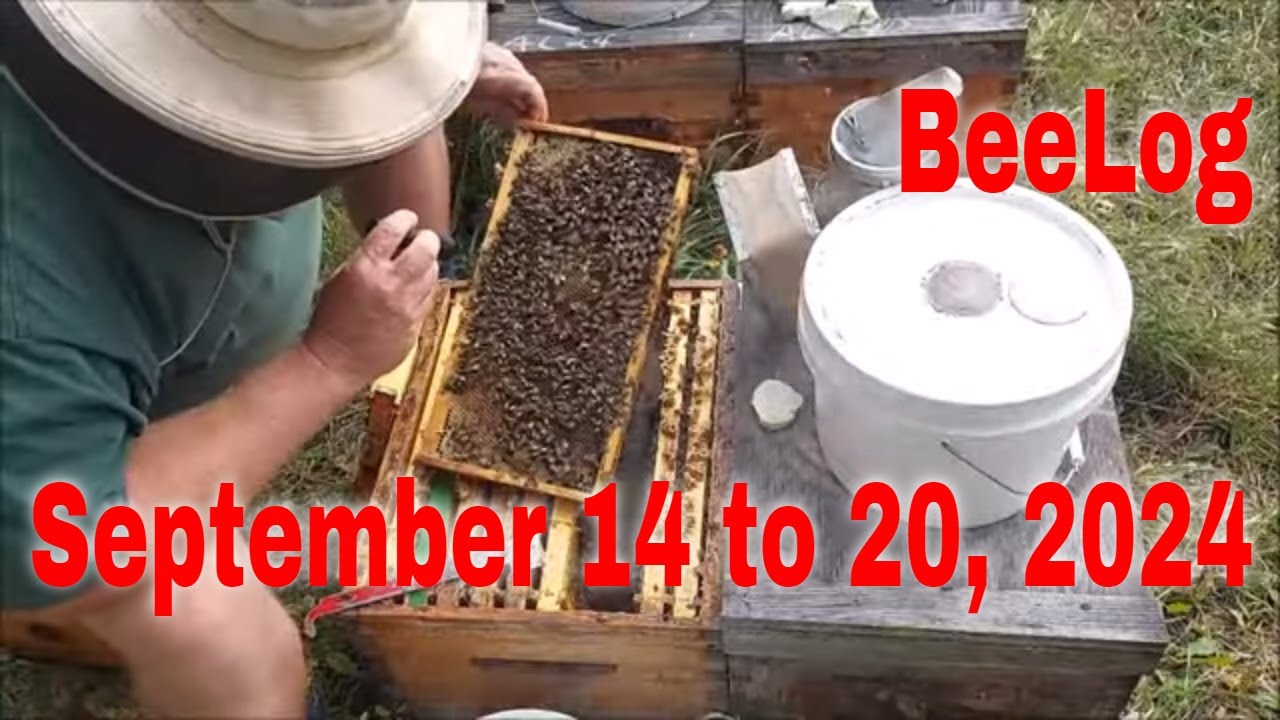 ⏱ BeeLog September 14 to 20-That Bee Man - YouTube
