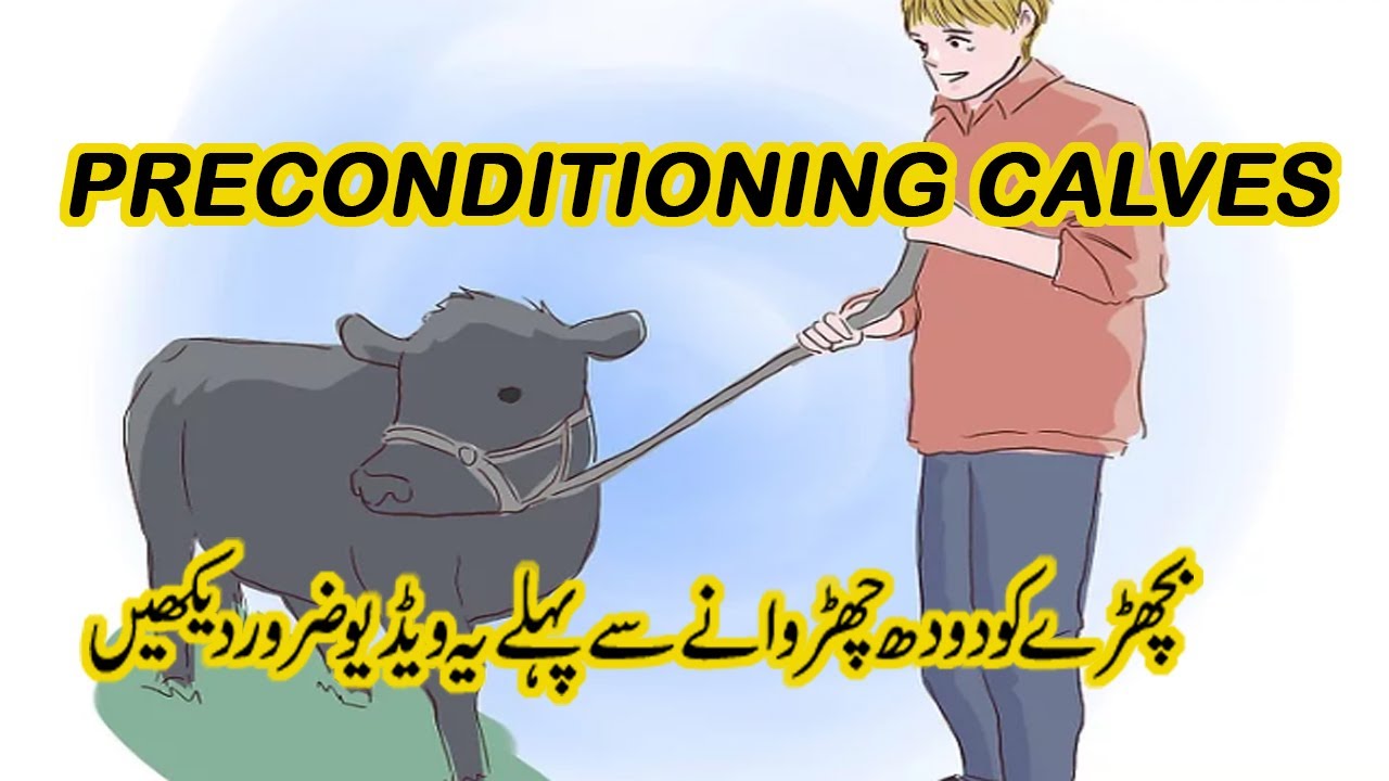 Preconditioning calves prior to weaning|Preconditioning calves|Weaning ...