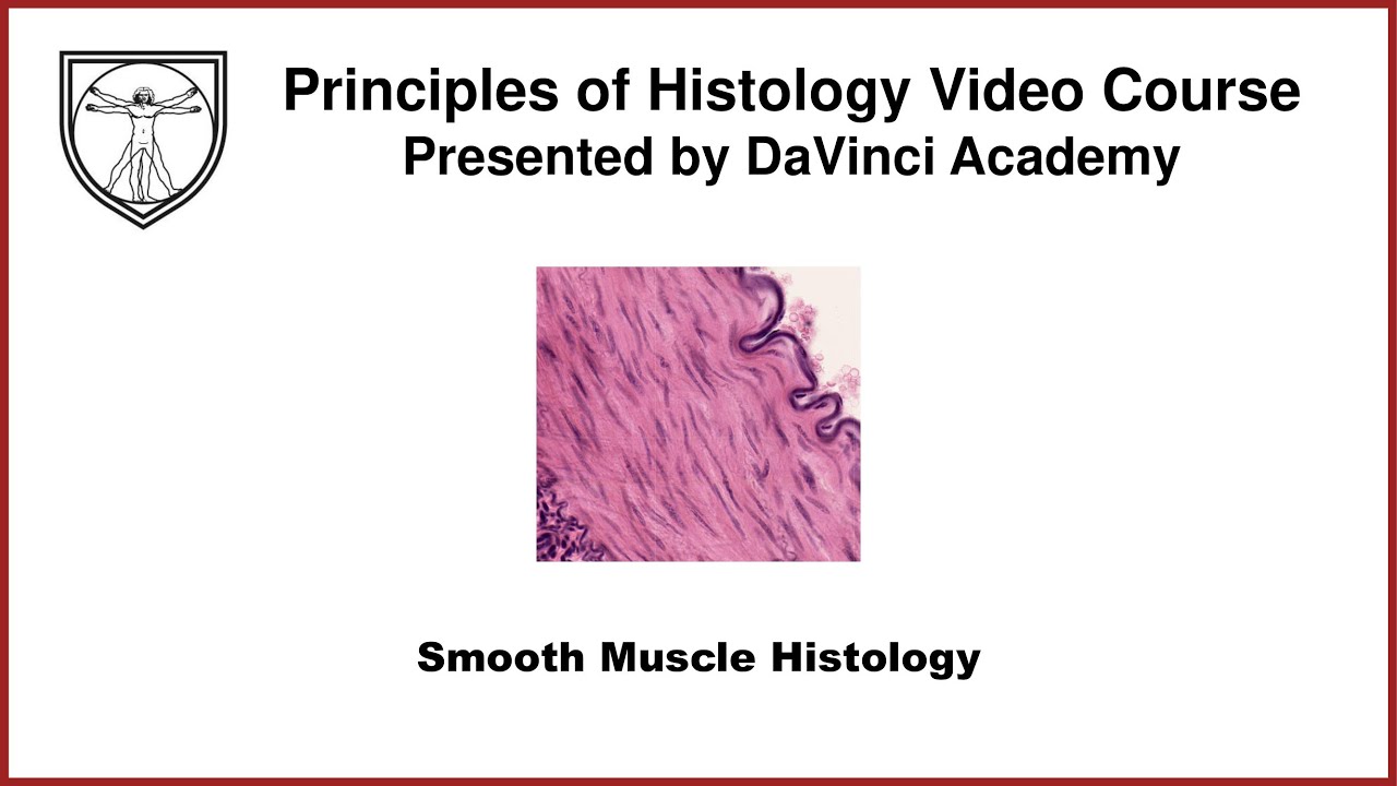 Muscle Tissue Slide