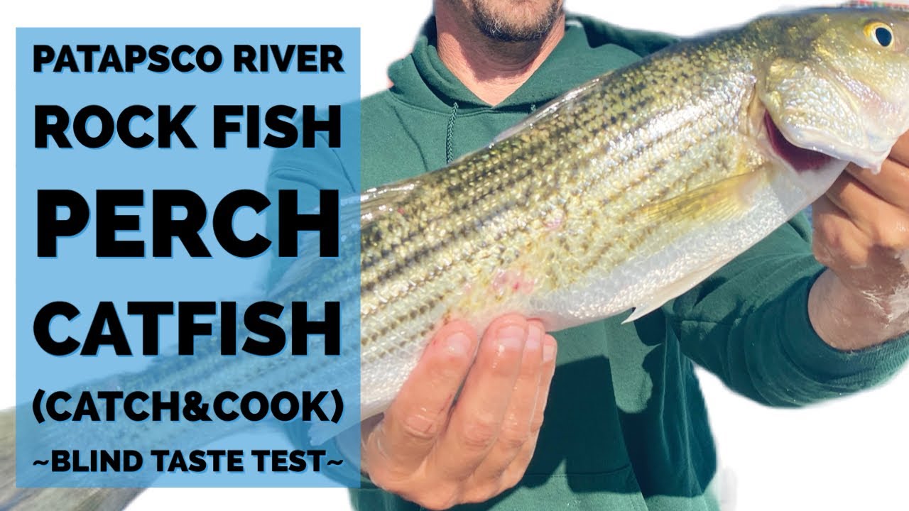 Patapsco River Rock Fish, Perch, Catfish {catch & cook} BLIND TASTE ...