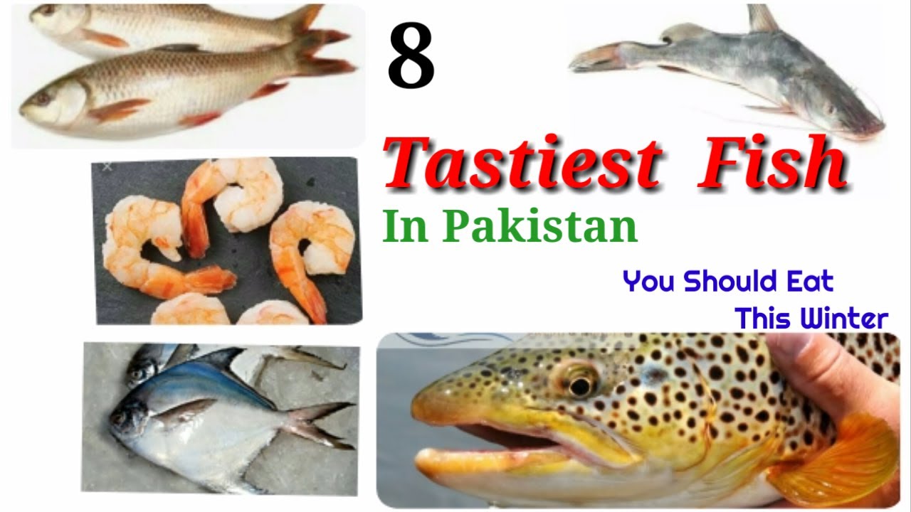 Tastiest Fish OF Pakistan | Pakistan ki Sub Say Mazaydaar Fish Konsi ...