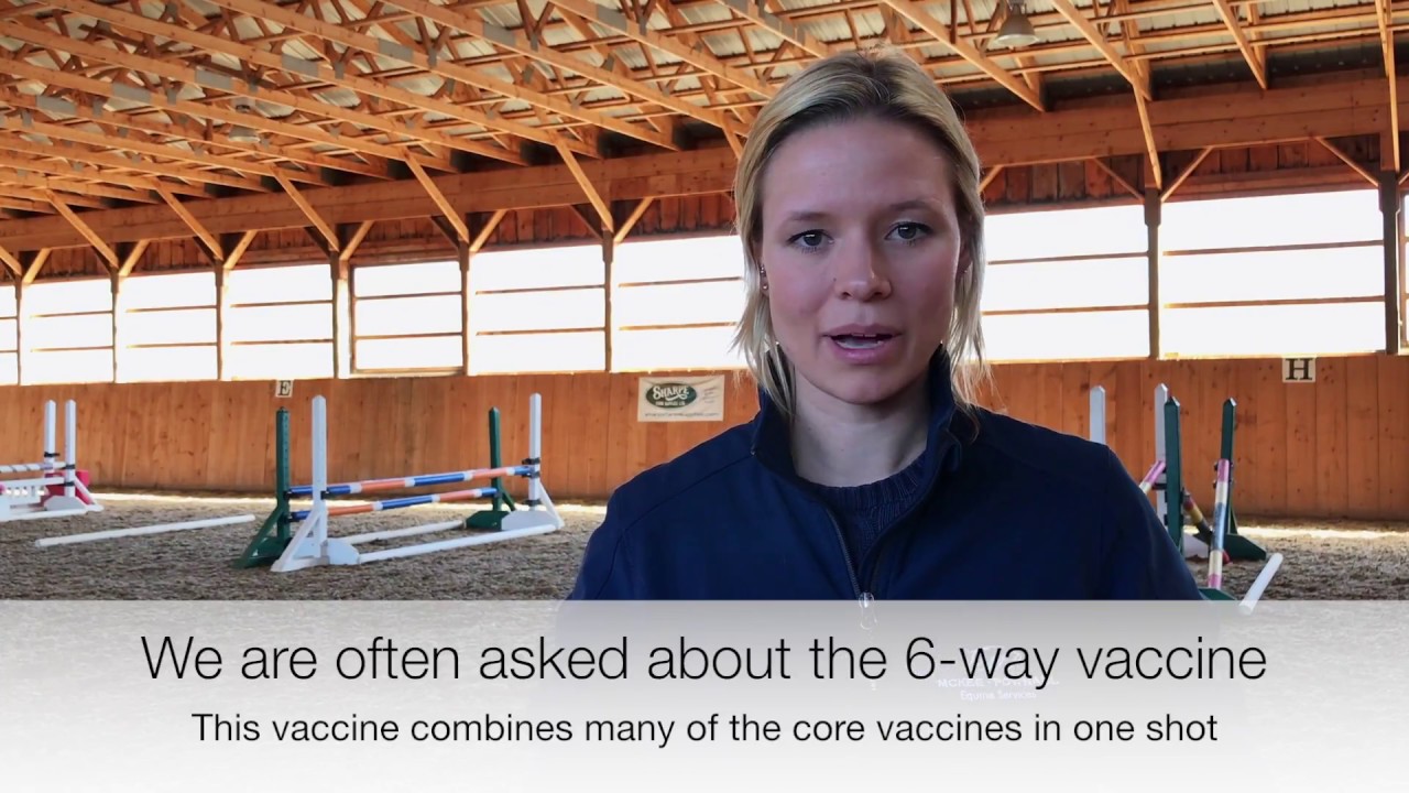 Equine Vaccinations: The 6-Way Vaccine - YouTube