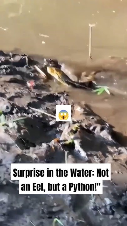 Surprise in the Water: Not an Eel, but a Python! - YouTube