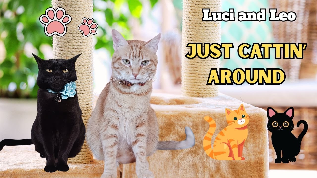 Luci and Leo Just Cattin' Around - YouTube