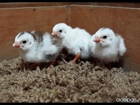 Polluelos de Guineas y Pato/Primeras Crías - incubación artificial ...