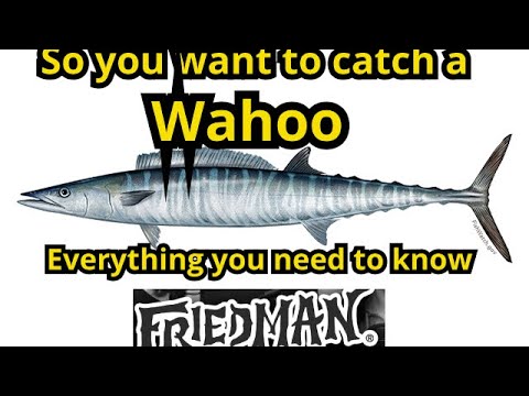 How to catch one of the fastest, toothiest, fiercest fish in the sea ...