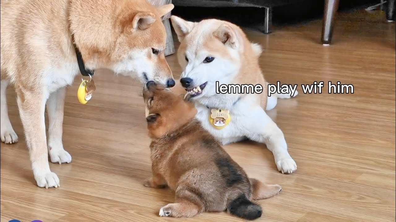 Suki was having a moment with the puppy when suddenly... - YouTube