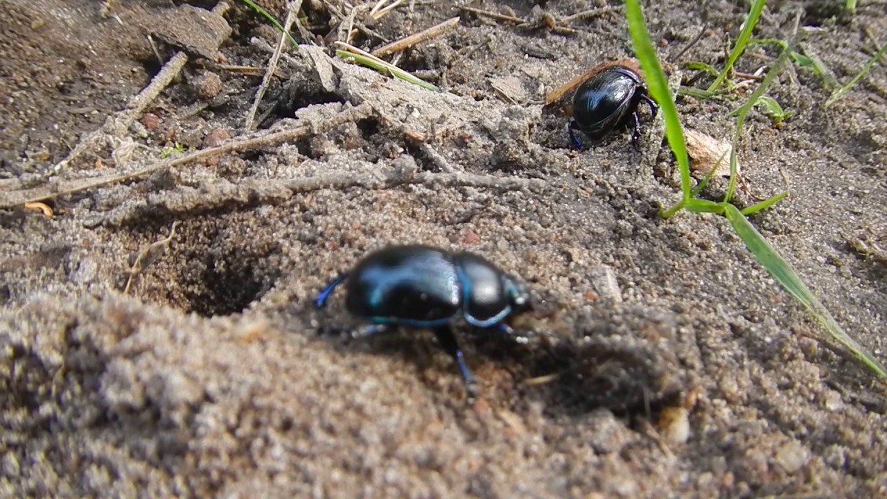Beetle burying poo - YouTube