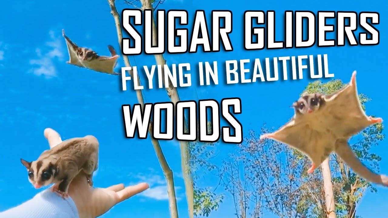 Cute Sugar Gliders Flying in Beautiful Woods (Must See!) - YouTube