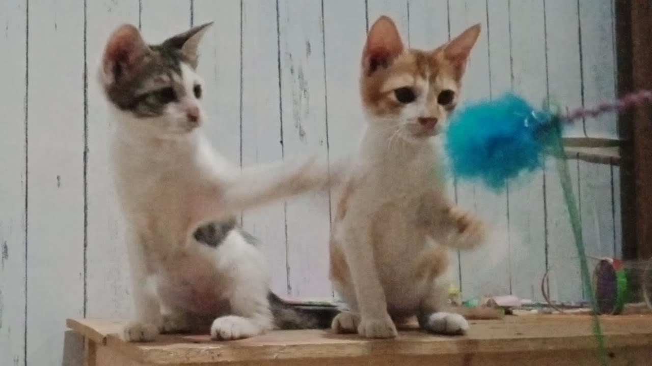 So funny kittens playing with toys are cute and adorable - YouTube