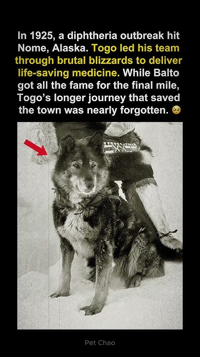 Togo vs. Balto: The Untold Story of the Dog Who Saved the Town 🌇 # ...