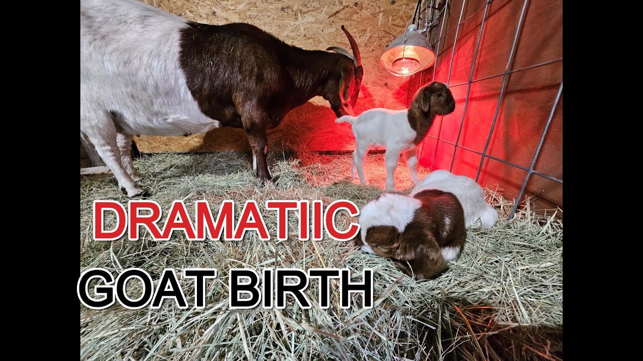 Dixie had a very DRAMATIC birth!! These are Bo's babies 👶 - YouTube