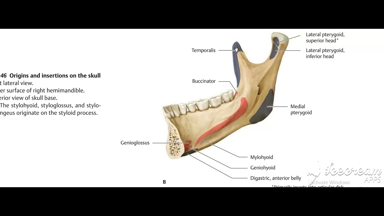 Mandible inner surface 2 - YouTube