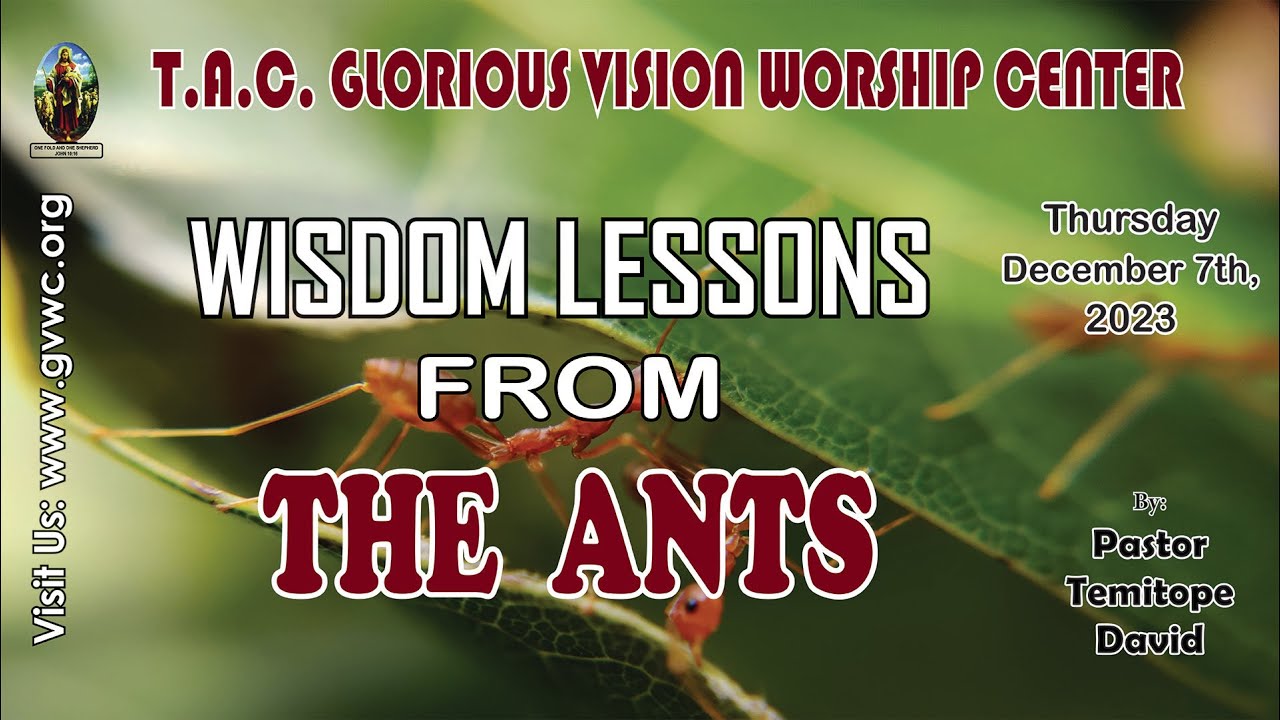 WISDOM LESSONS FROM THE ANTS - YouTube