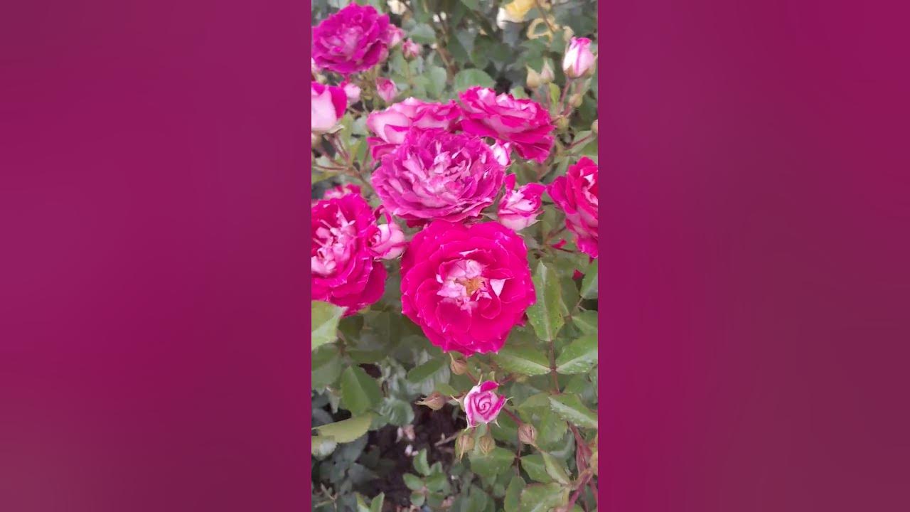 роза Летс селебрейт - YouTube