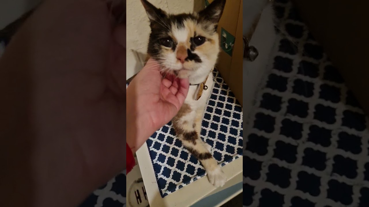 That's a great cat right there - YouTube