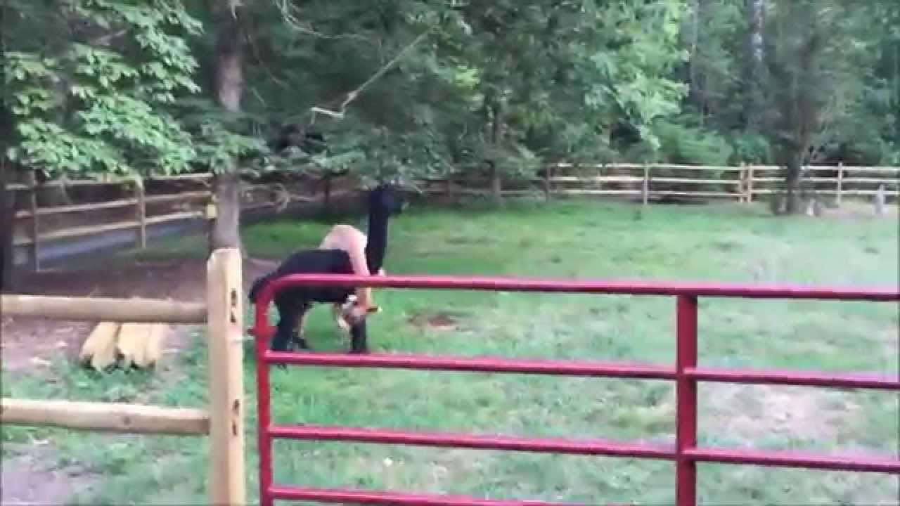 Yankee Belle Farm - Alpaca Fight - YouTube