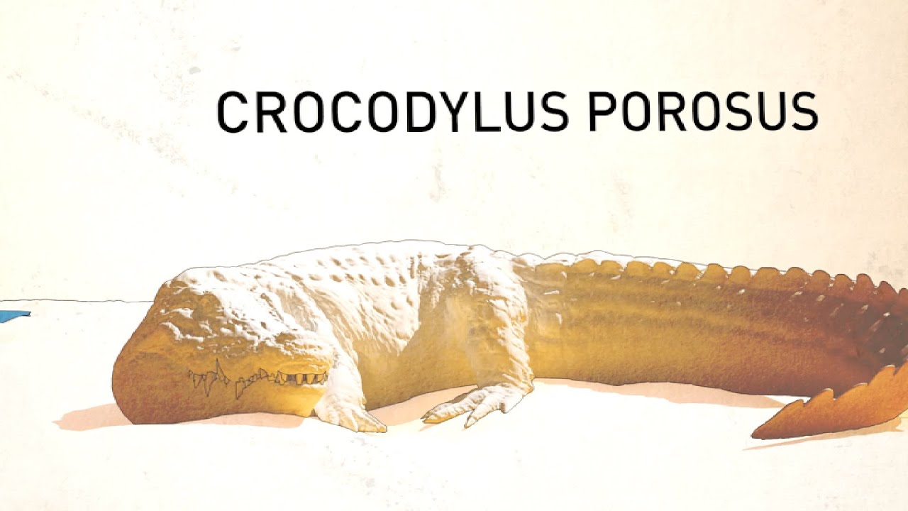 A load of croc facts Unleashed.tv - YouTube