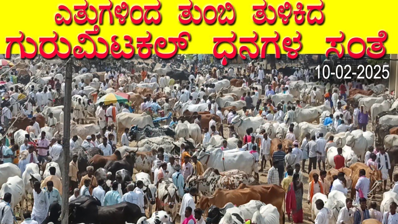 Gurumitkal Bull's Market | Big size Deoni bull's | Deoni Cattle Market ...