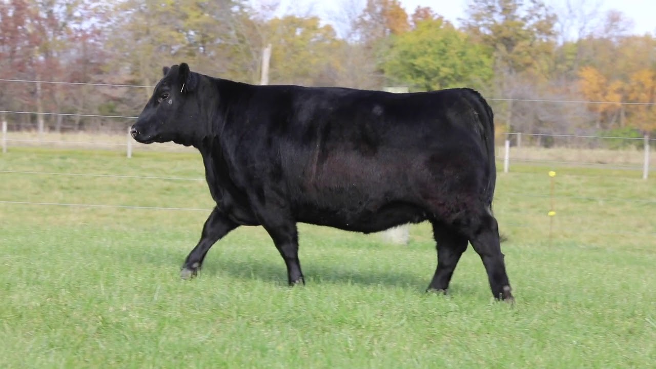 Dameron Angus Lot 60 - YouTube