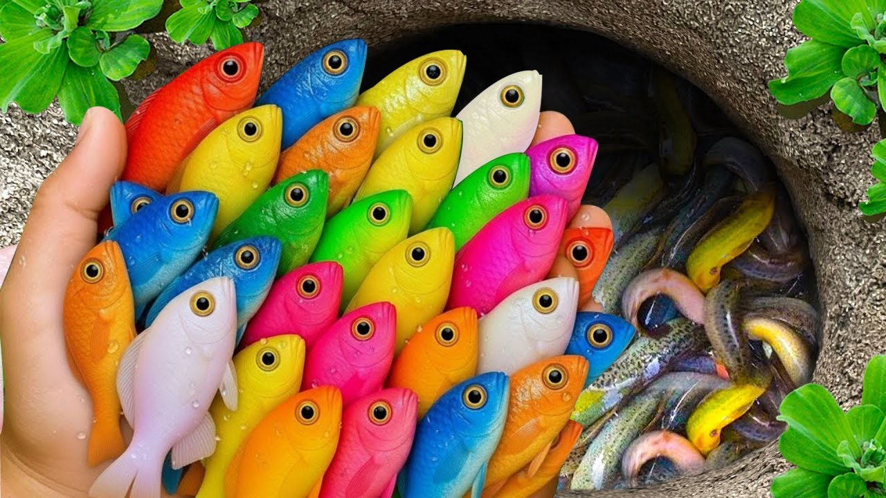 Catch beautiful aquarium fish in small ponds like baby turtles, pencil ...