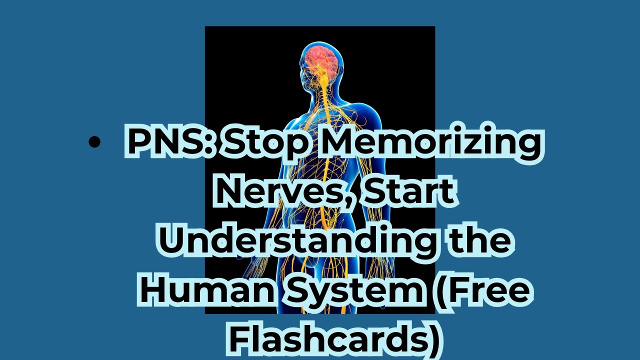 PNS: Stop Memorizing Nerves, Start Understanding the Human System (Free Flashcards) - YouTube