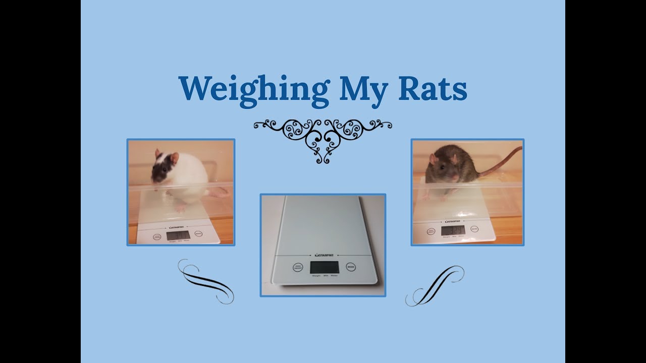 Weighing My Rats | How-To and Information - YouTube