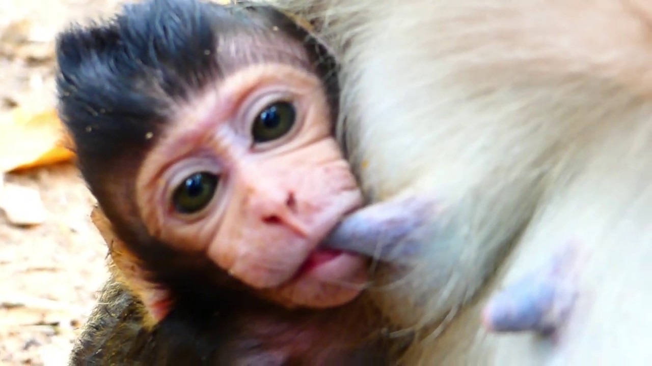 Baby monkey Lucas update 😍😍 - YouTube