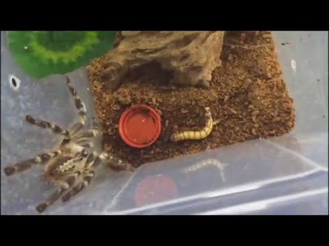 TARANTULA SALDIRILARI VE GÖRÜNTÜLERİ  #ŞOK OLACAKSIN #