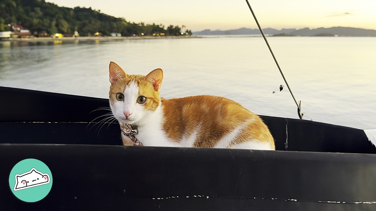 2 Cats On Boat Greet Sailors And Nap In The Cabin | Cuddle Buddies ...