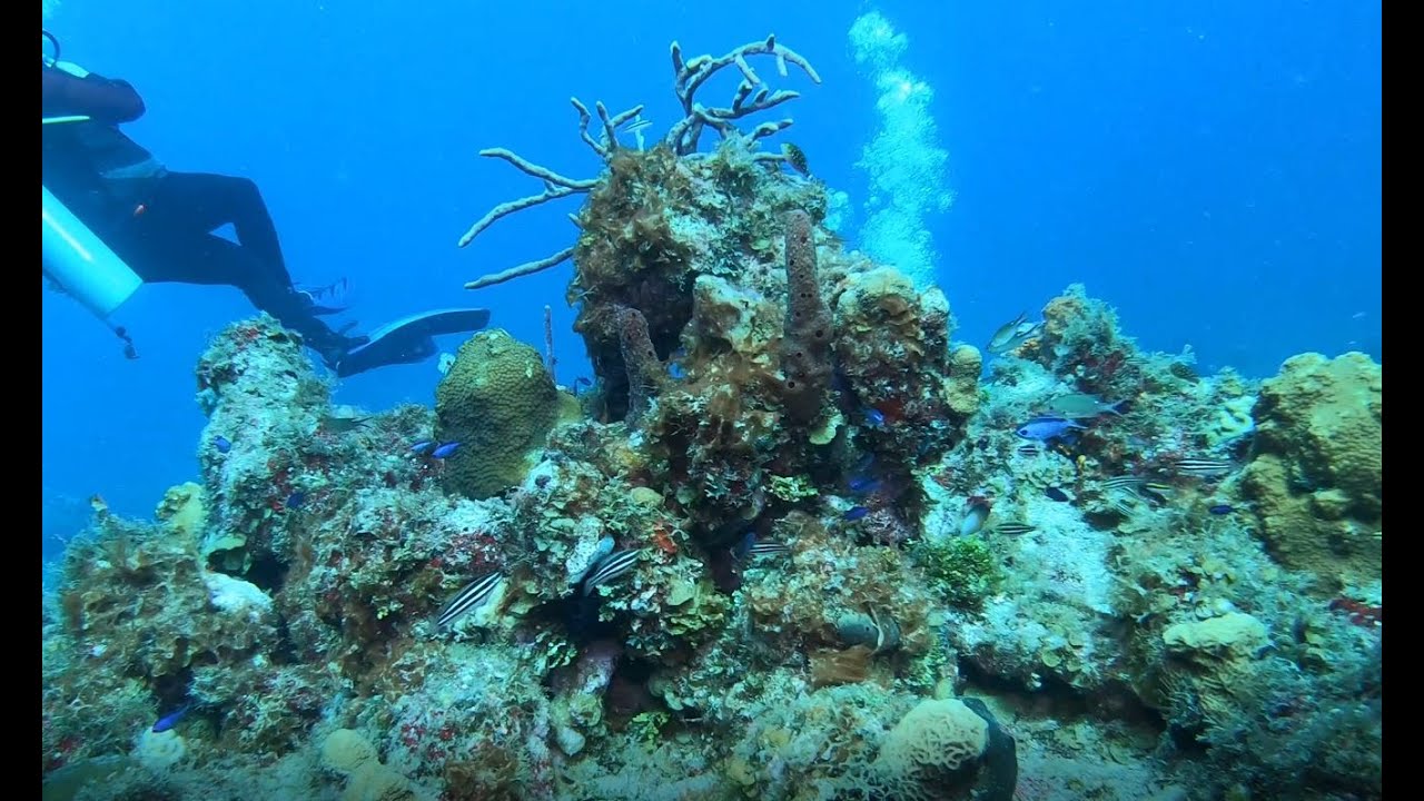 St. Thomas Reef Dive - August 2019 - YouTube