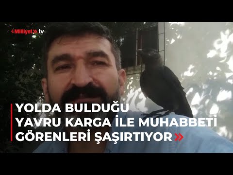 Yavru karga ile dostluğu görenleri şaşırtıyor