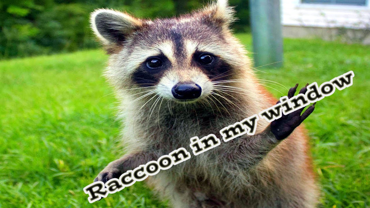 Raccoon in my window | House guests | Unwanted pets - YouTube