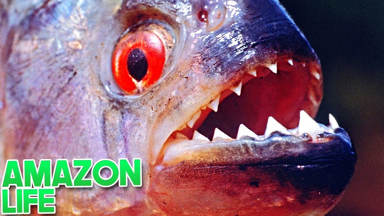 Amazon Life (Roblox) - Carnívora Caçando, Cachoeira "Piranha" - (#2 ...