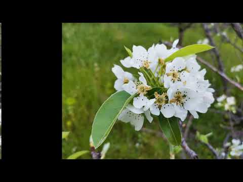 MEVLİD KANDİLİNİZ MÜBAREK OLSUN İLAHİ