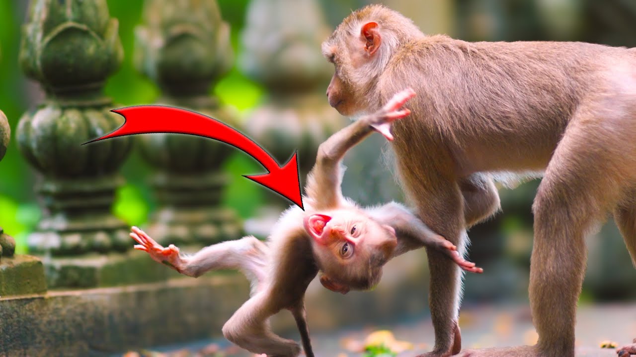 So Funny! Laura Tries to Catch Cute Baby Laurena to Play With Her - YouTube